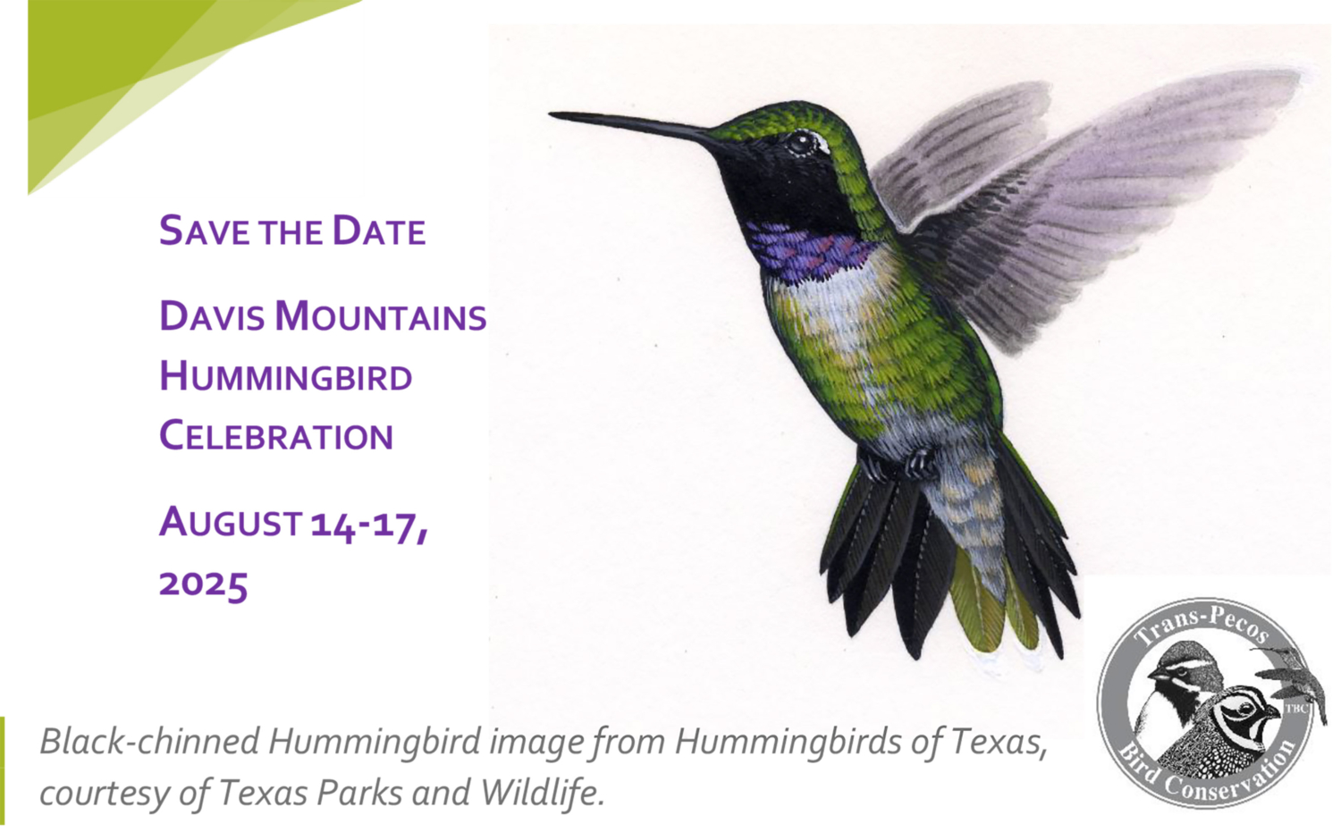 Davis Mountains Hummingbird Celebration – Experience the bird of the ...